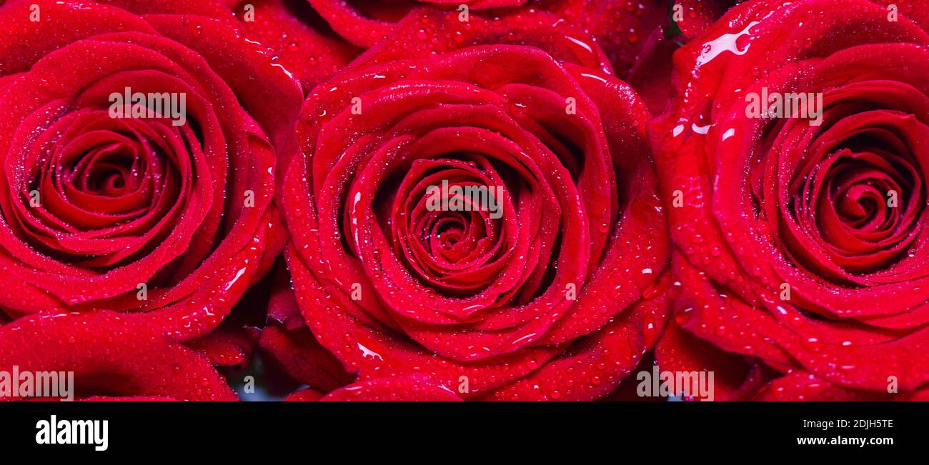 Bouquet of flowers, fresh red rose. Collage of red roses. A close up ...