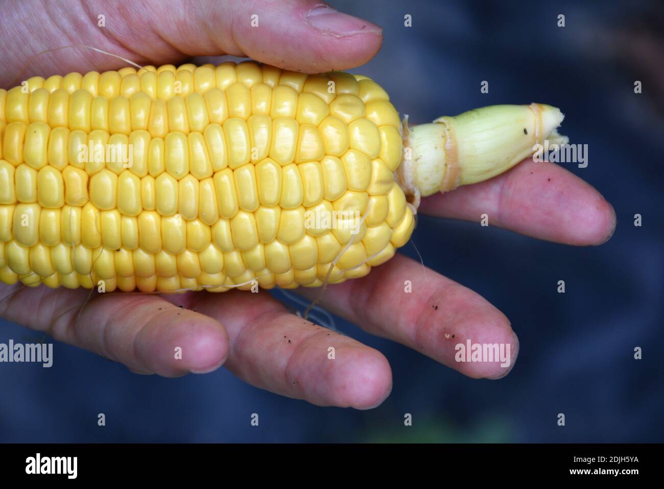 Hand holding an ear of corn just picked from the vegetable garden Stock ...