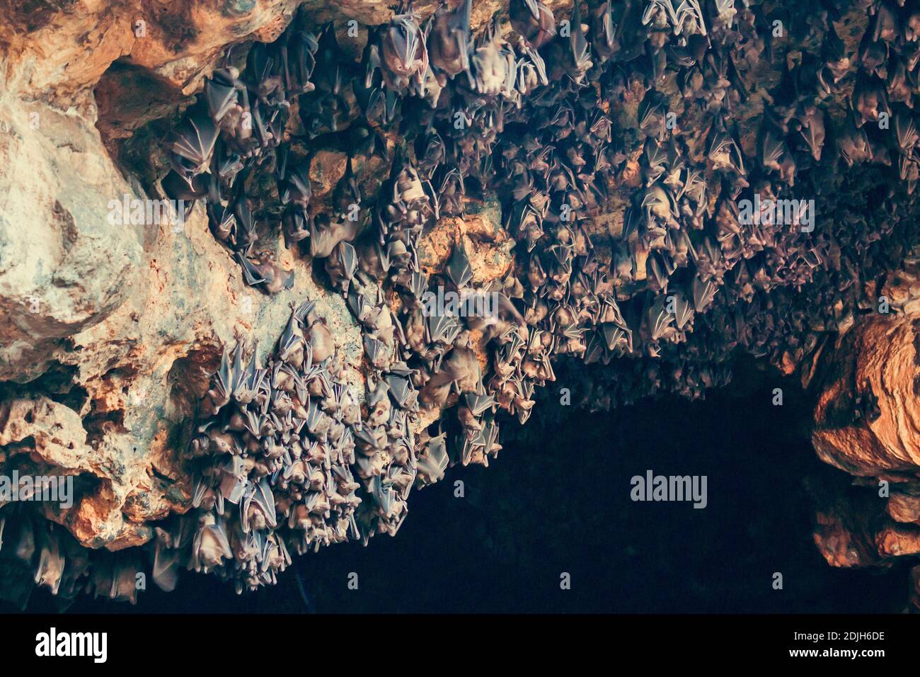 Bats of asia hi-res stock photography and images - Alamy