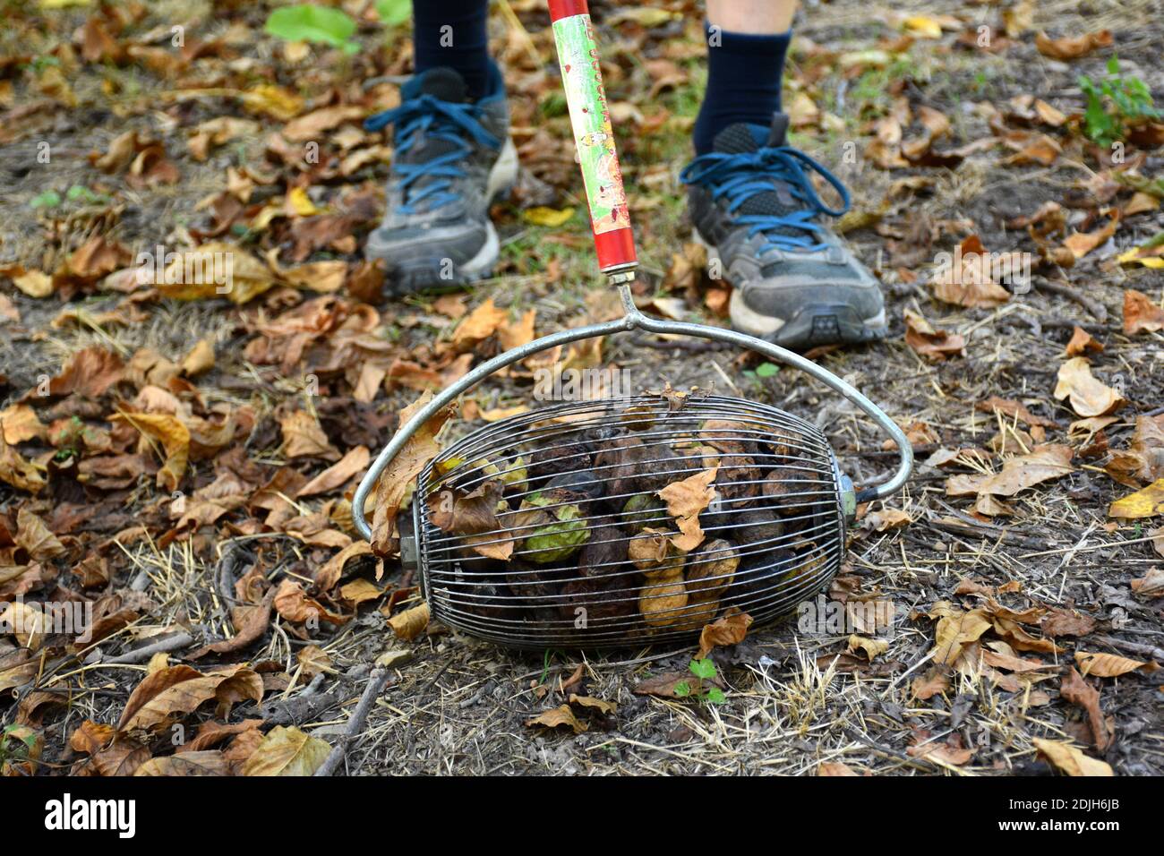 Metallic walnut collector collecting the crop from the ground Stock ...