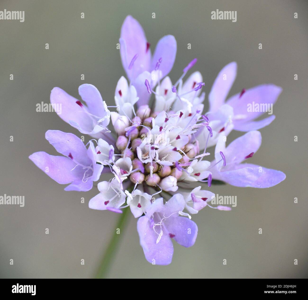 Scabies flower hi-res stock photography and images - Alamy
