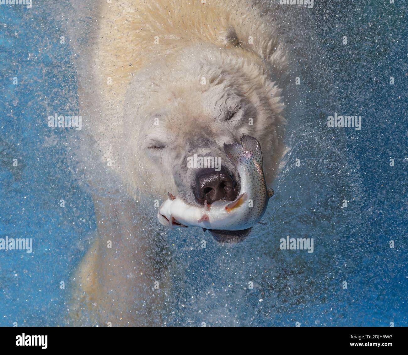 Polar Bear Hunting Fish