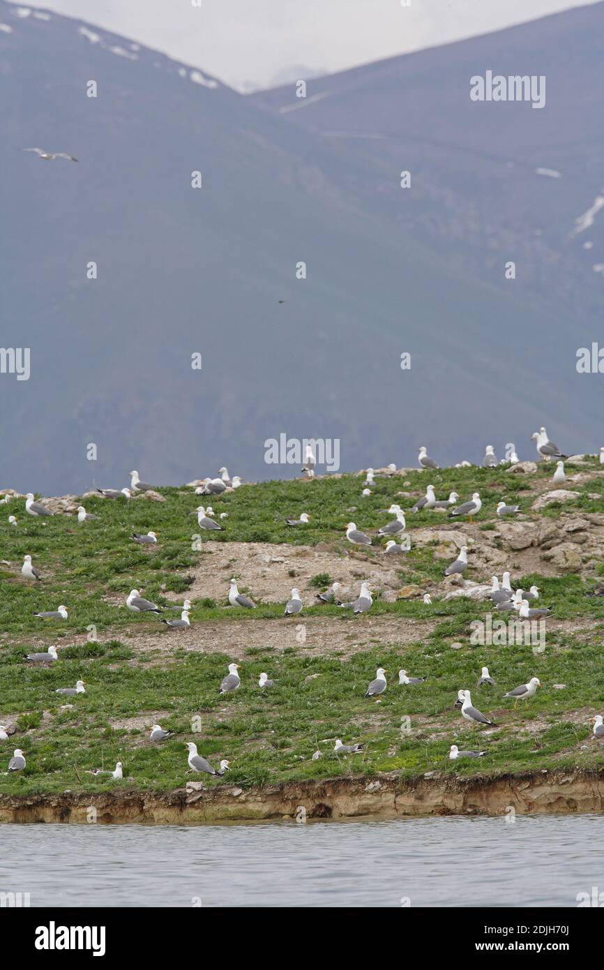 Armenian Gull (Larus armenicus) part of breeding colony Lake Sevan ...