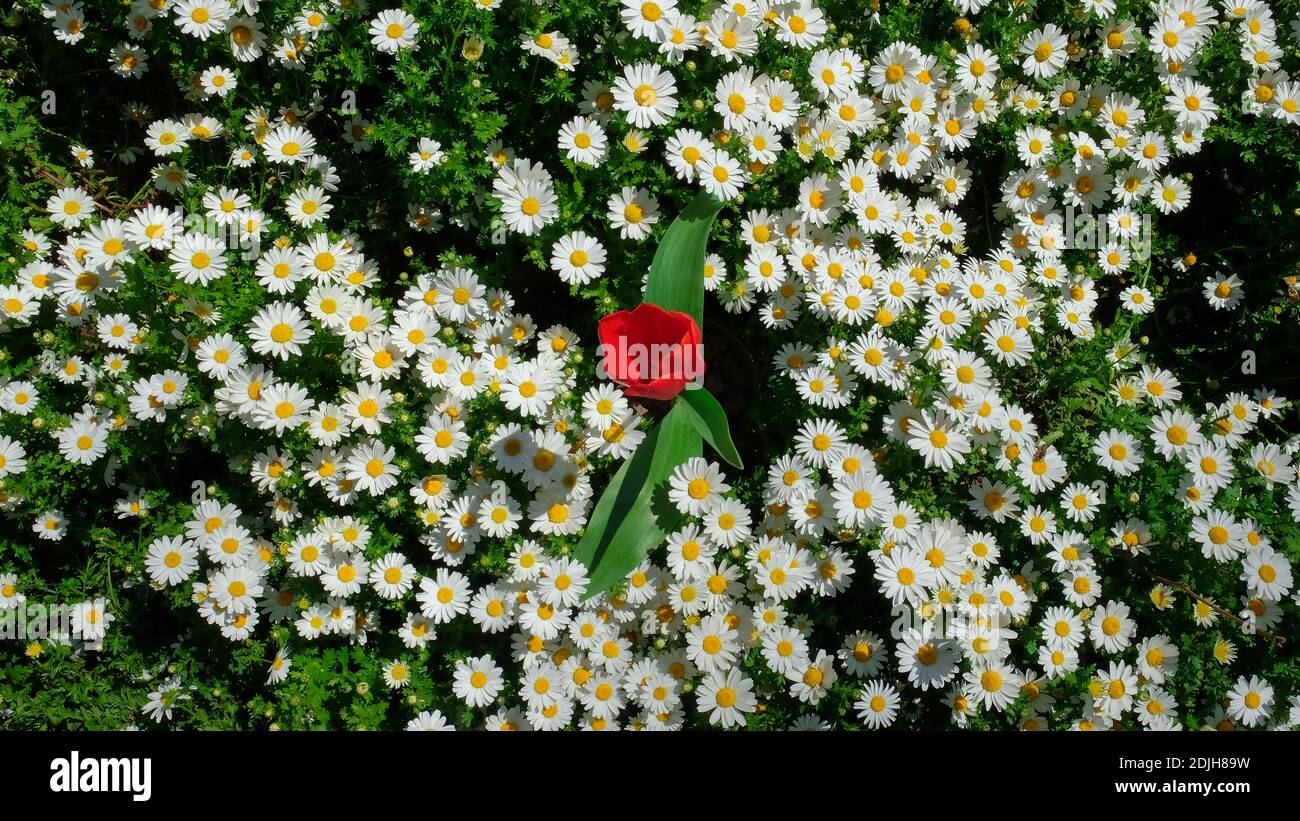 Daisy and tulips hi-res stock photography and images - Alamy