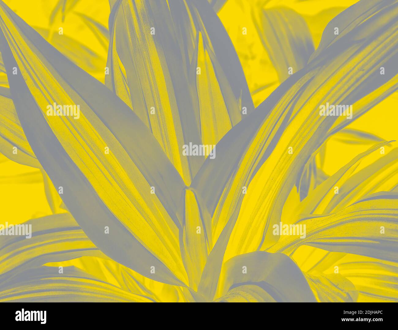 Yucca leaves in the new trending colors of 2021. The colors of 2021 are ...