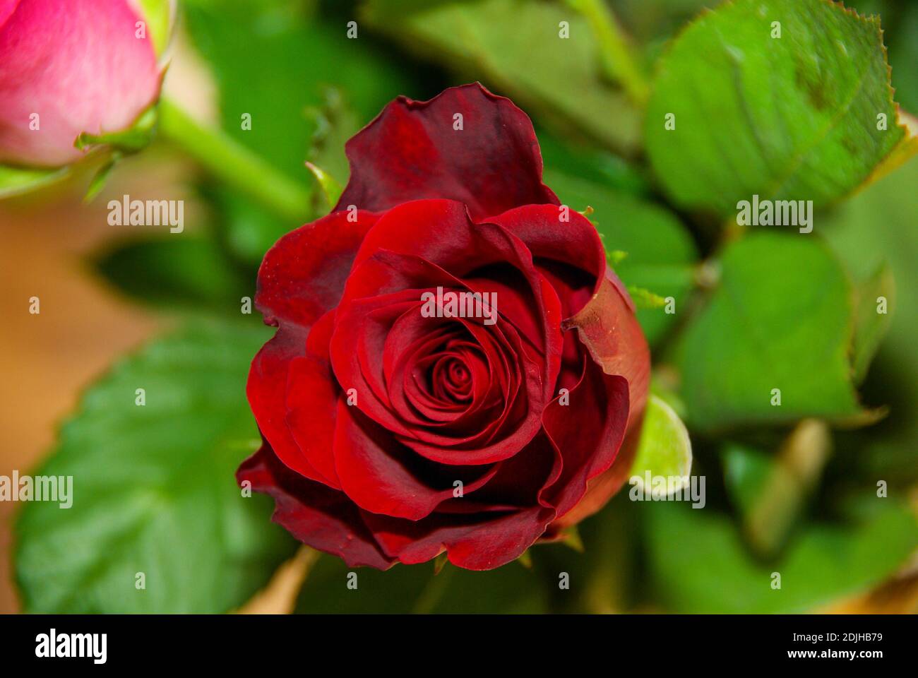 Red rose with pink rose in the background, focus on the foreground ...