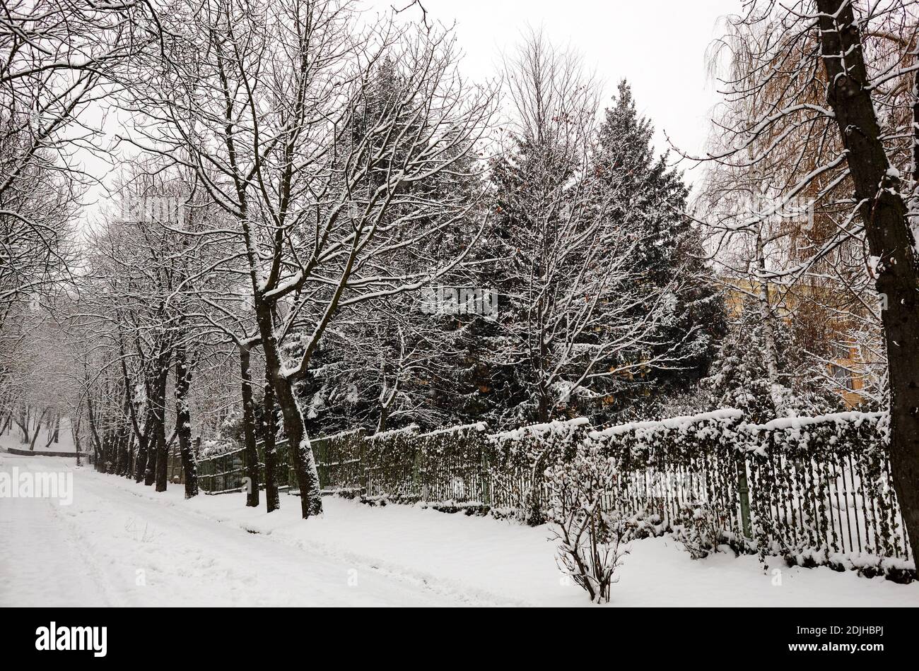 Snow-covered trees in the city park. Beautiful winter landscape Stock ...