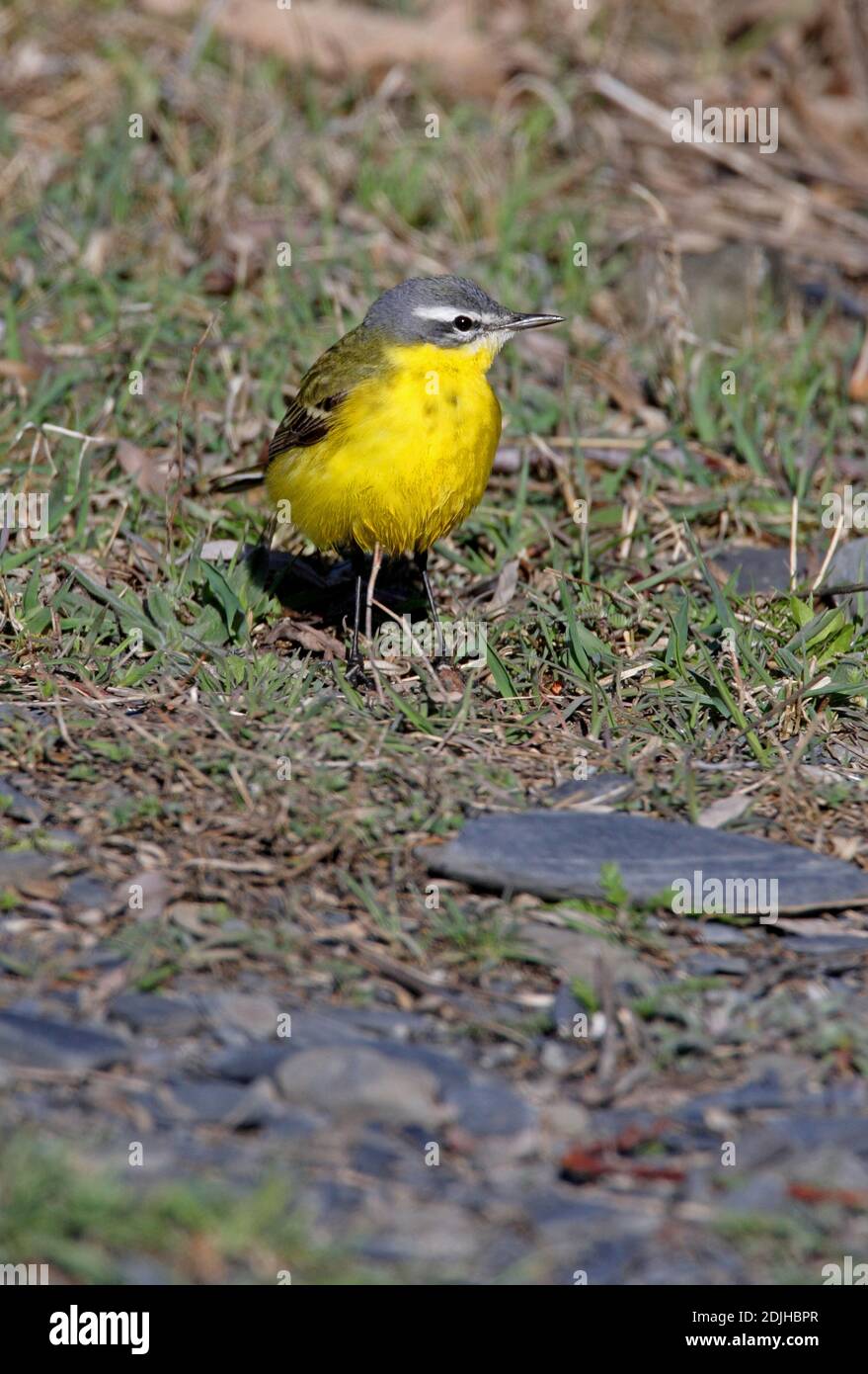 Blue-headed Wagtail (Motacilla flava flava) male standing on stony grassland Armenia May Stock ...