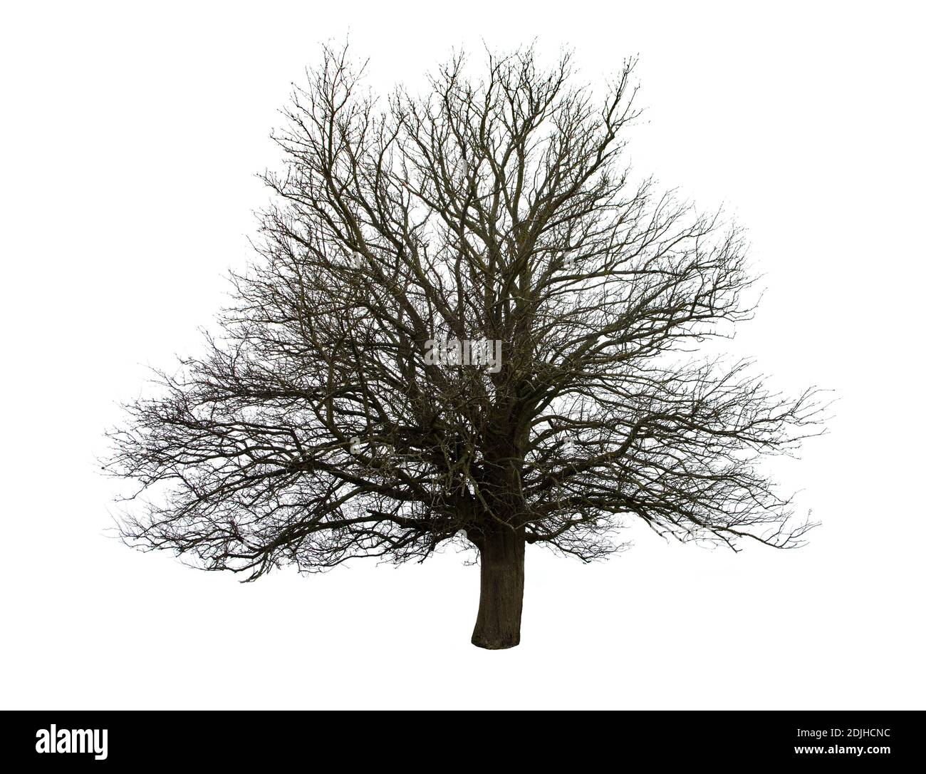 tree isolated over white background Stock Photo - Alamy