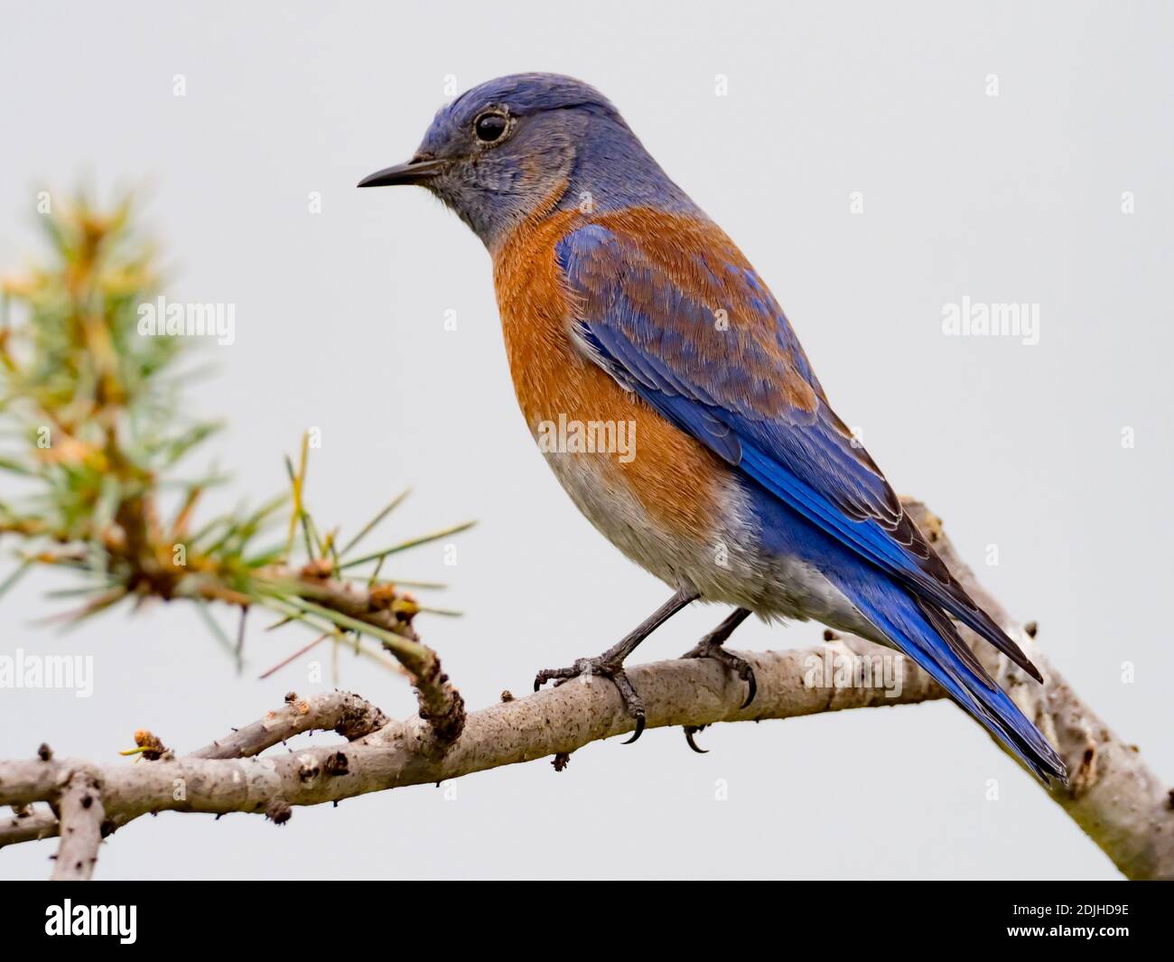 Western Bluebird, Sialia mexicana, a beautiful bird in San Diego ...