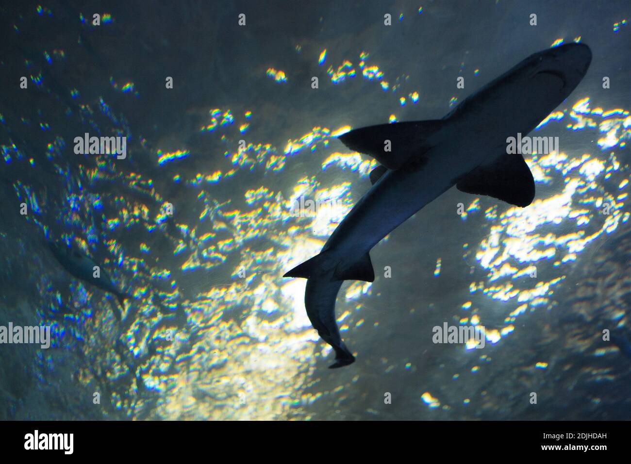 A small shark swimming overhead at the Oregon Coast Aquarium in Newport ...