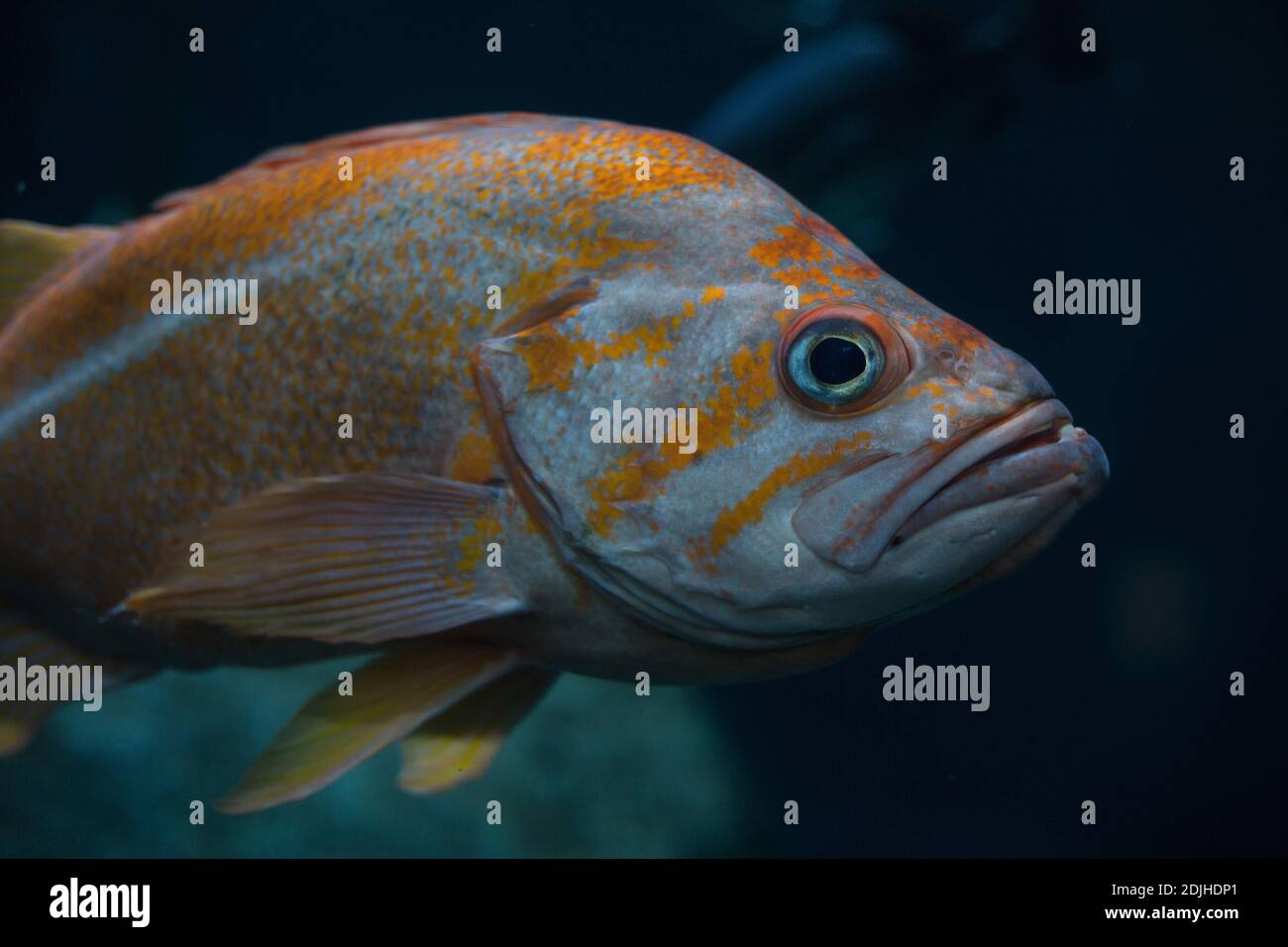 Sebastes pinniger - canary rockfish Stock Photo - Alamy