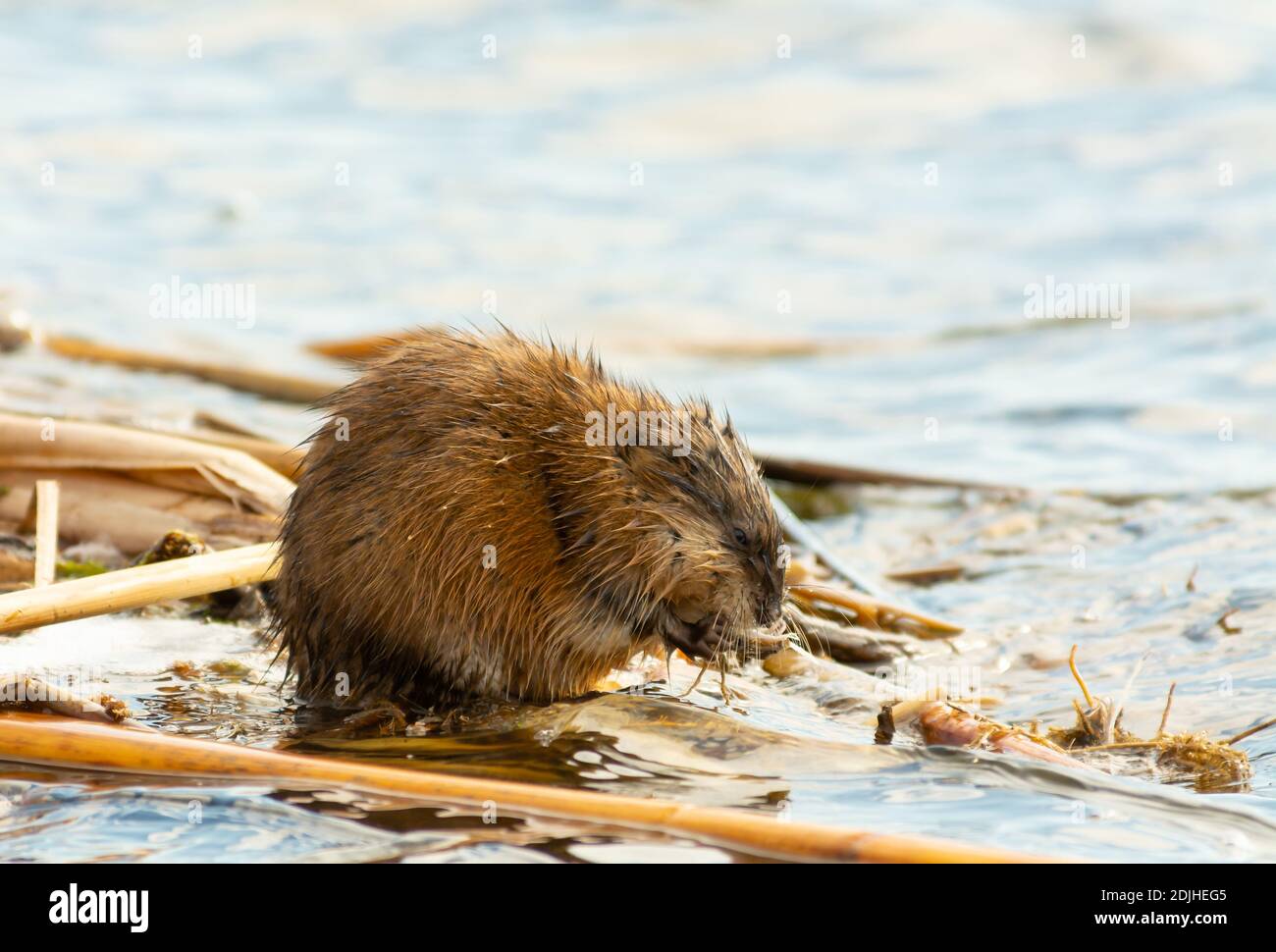 A muskrat, Ondatra zibethicus, feeding on vegetation beside a marshland ...