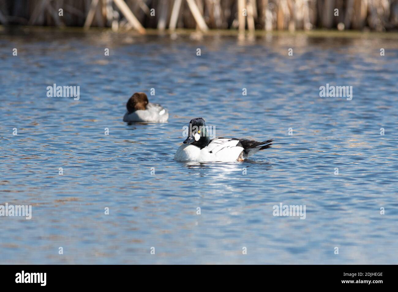 A male and female pair of common goldeneye ducks, Bucephala clangula ...