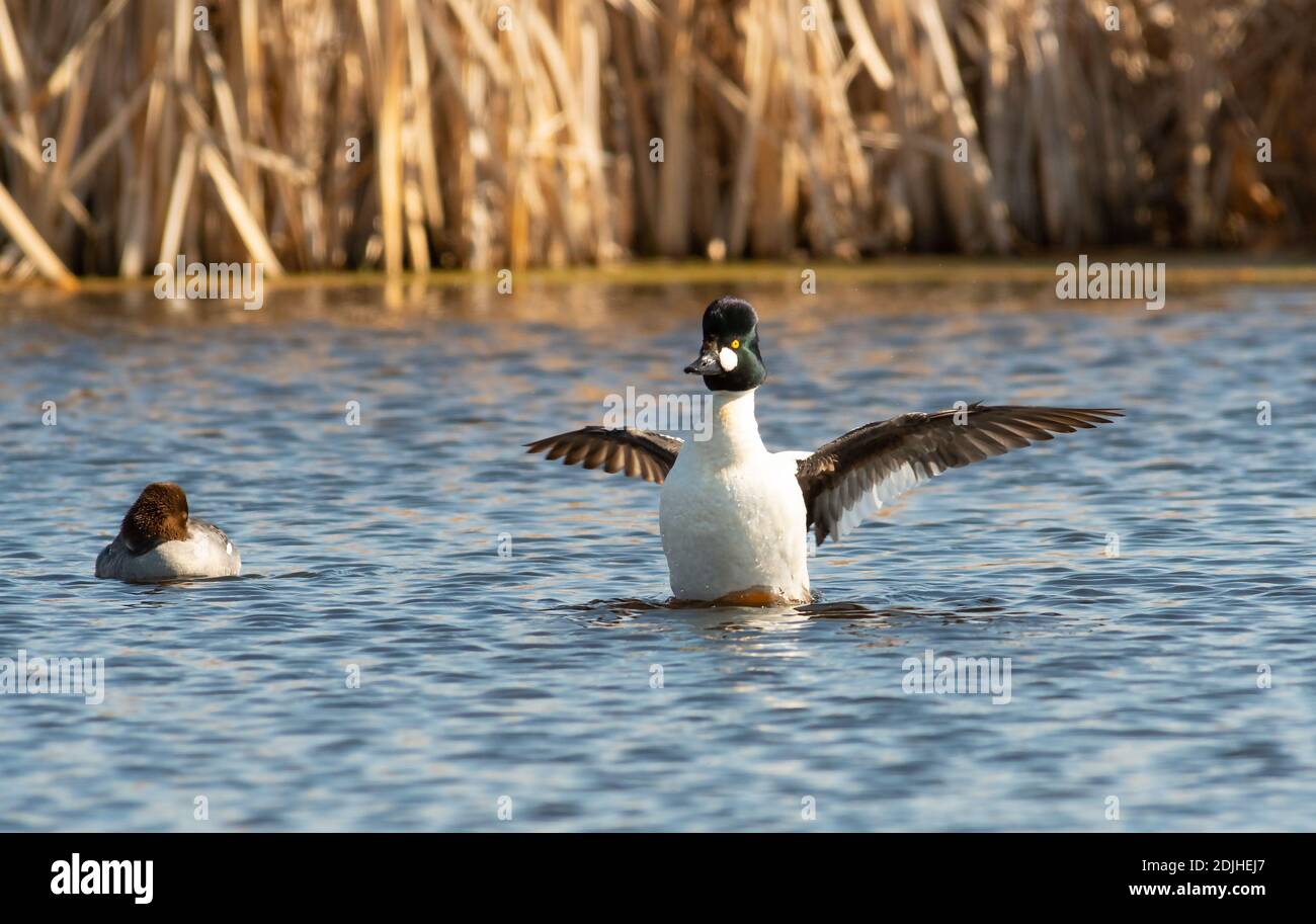 Common Goldeneye Wing