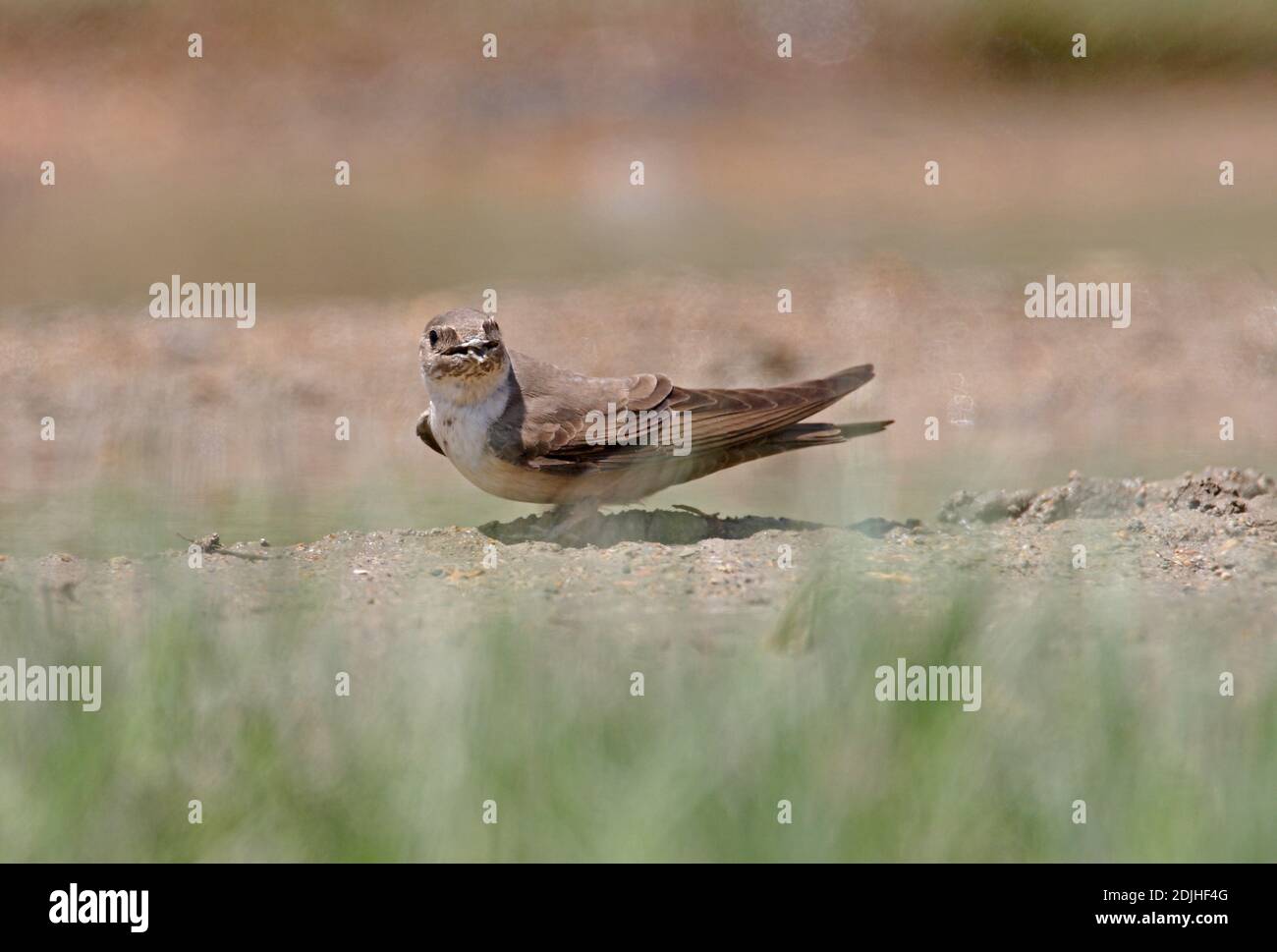 Crag Martin (Ptyonoprogne rupestris) on ground collecting mud Armenia ...