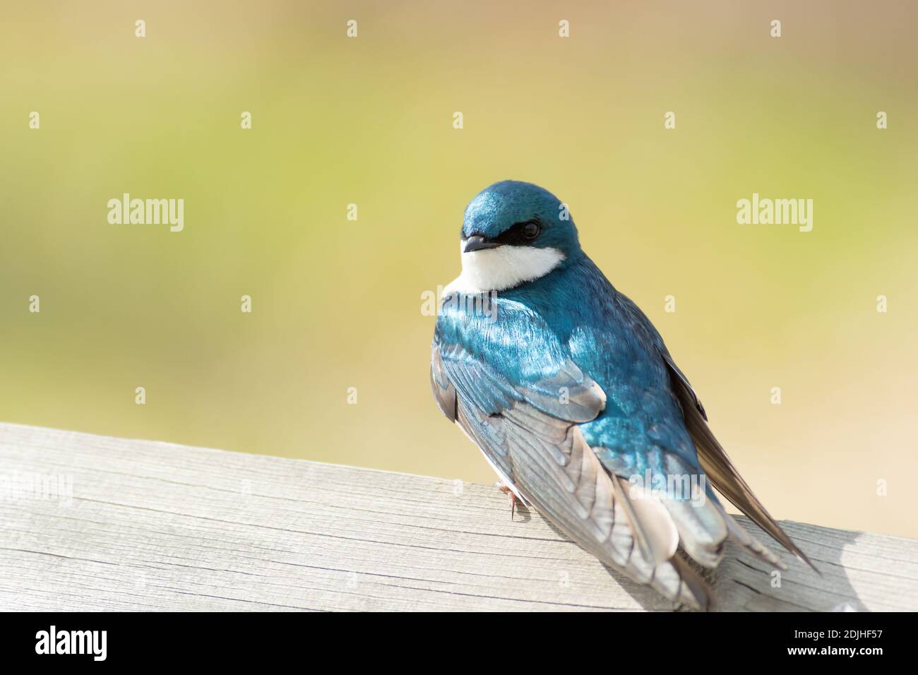 An adult male tree swallow, Tachycineta bicolor, sitting on the hand ...