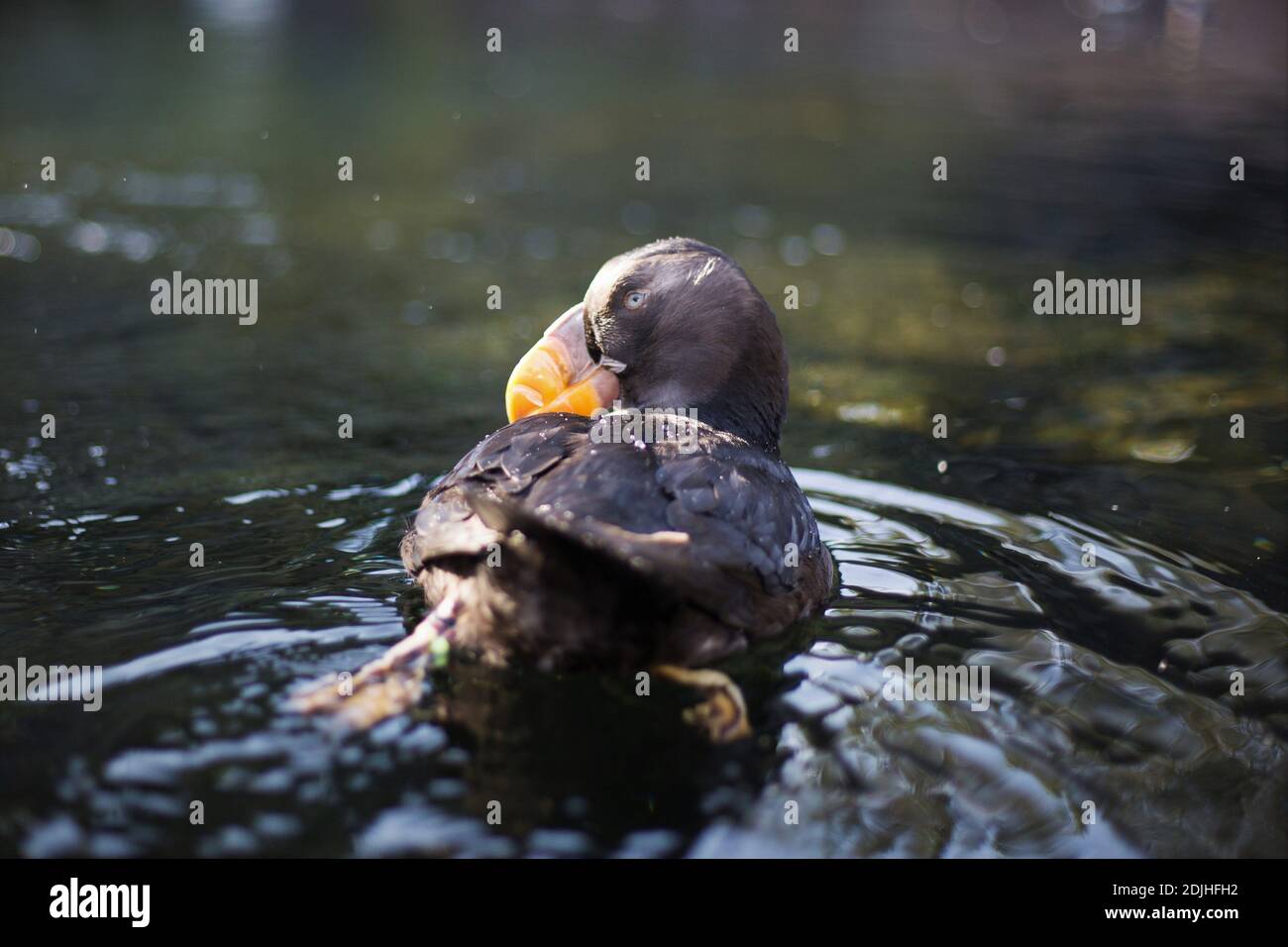 Fratercula cirrhata - tufted puffin Stock Photo - Alamy