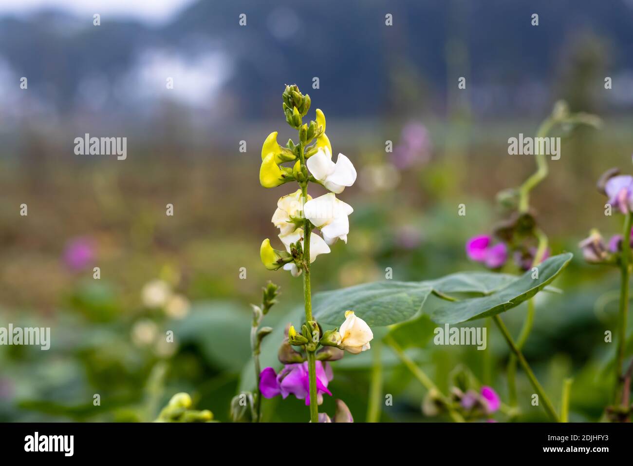 White flower of common beans with leaves and buds inside the ...