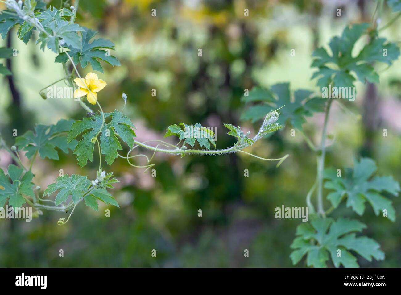 Inside the agriculture farm, green bitter gourd branches growing Stock ...