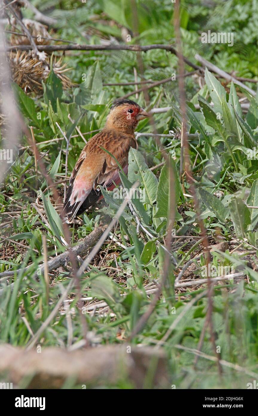 Crimson-winged Finch (Rhodopechys sanguinea) male feeding in patch of ...