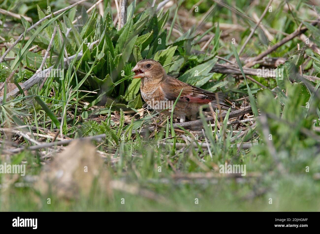 Crimson-winged Finch (Rhodopechys sanguinea) male feeding in patch of ...