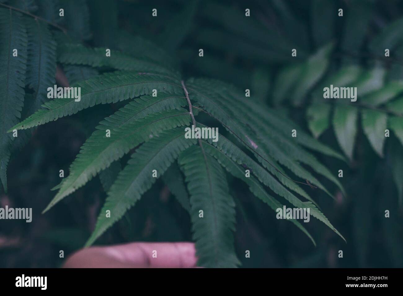 Hand touching fern hi-res stock photography and images - Alamy