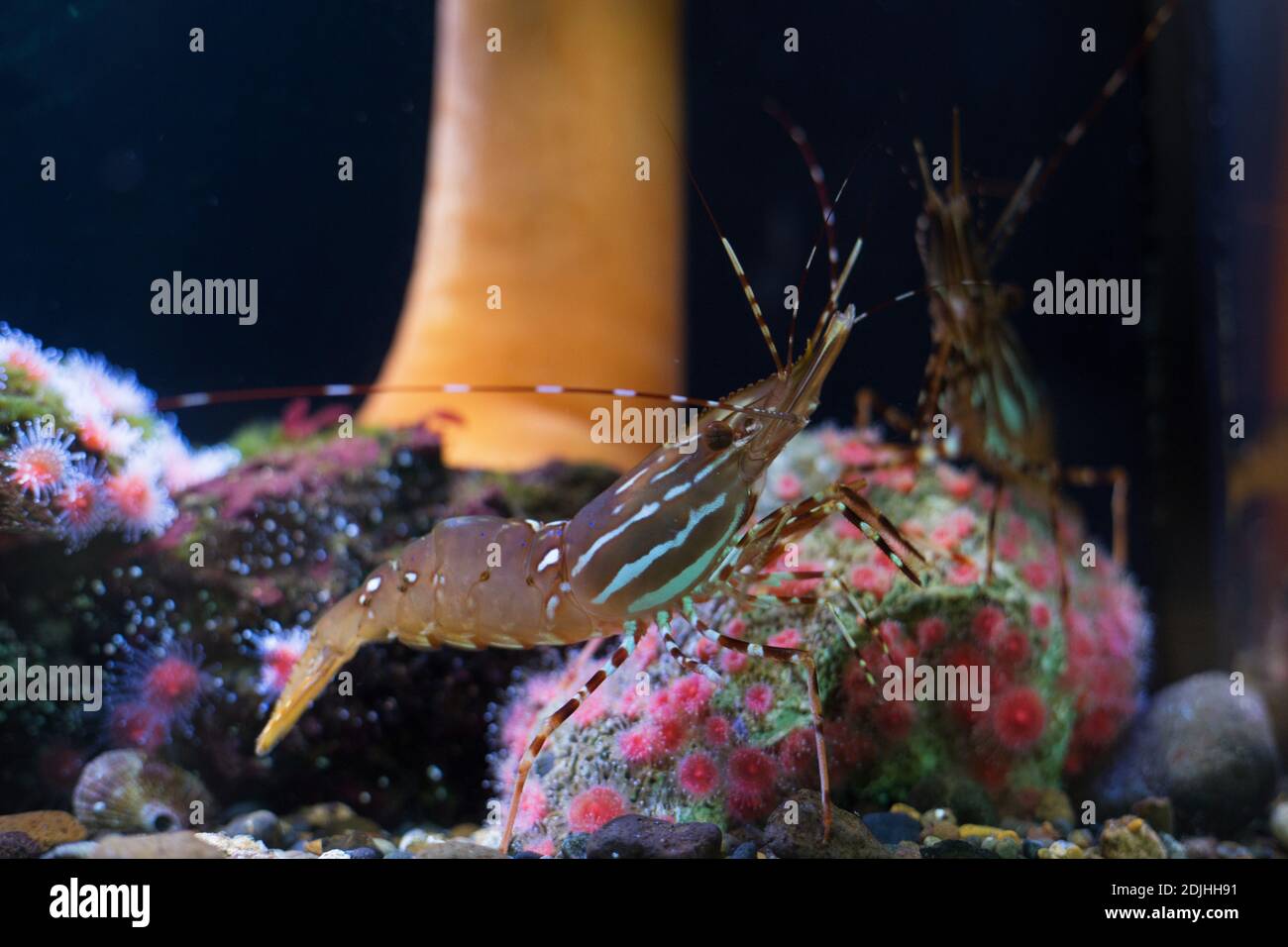 Pandalus platyceros - spot prawn Stock Photo - Alamy