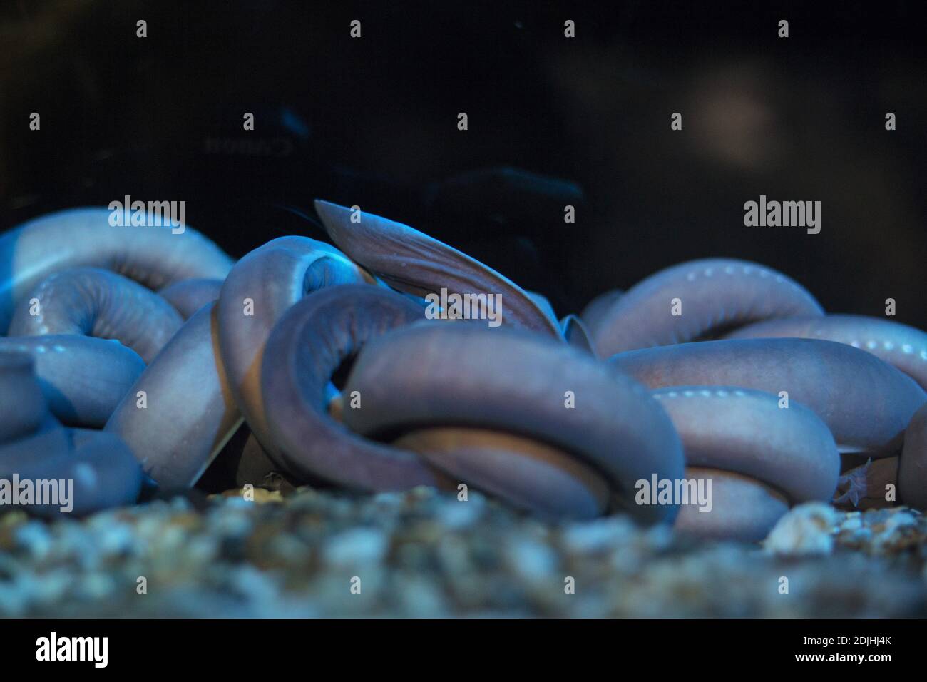 Hagfish hi-res stock photography and images - Alamy