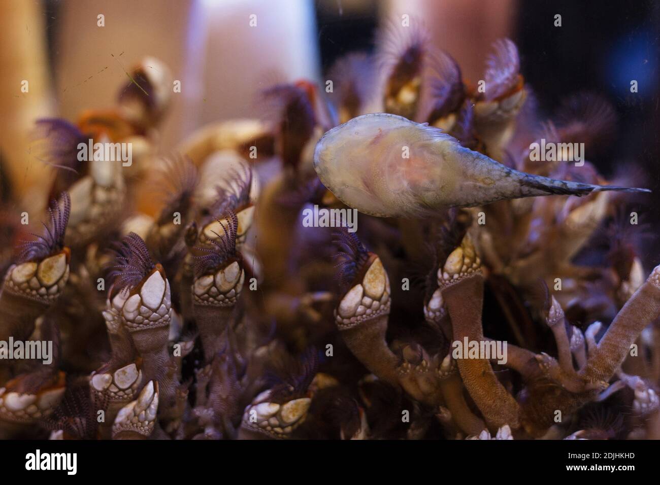 Clingfish hi-res stock photography and images - Alamy