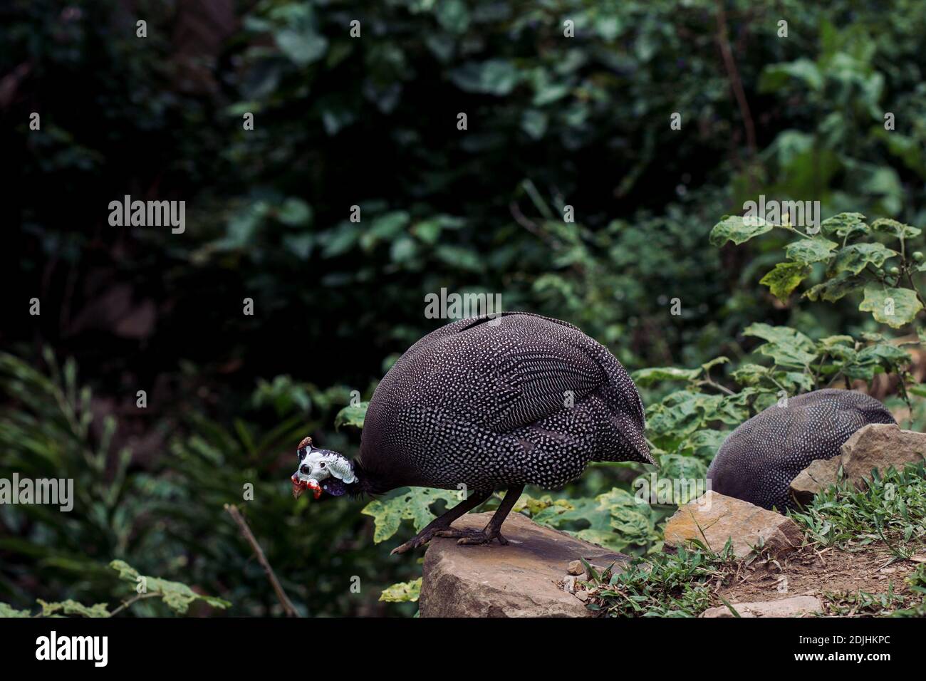 Asian wildlife nature kuala lumpur hi-res stock photography and images ...