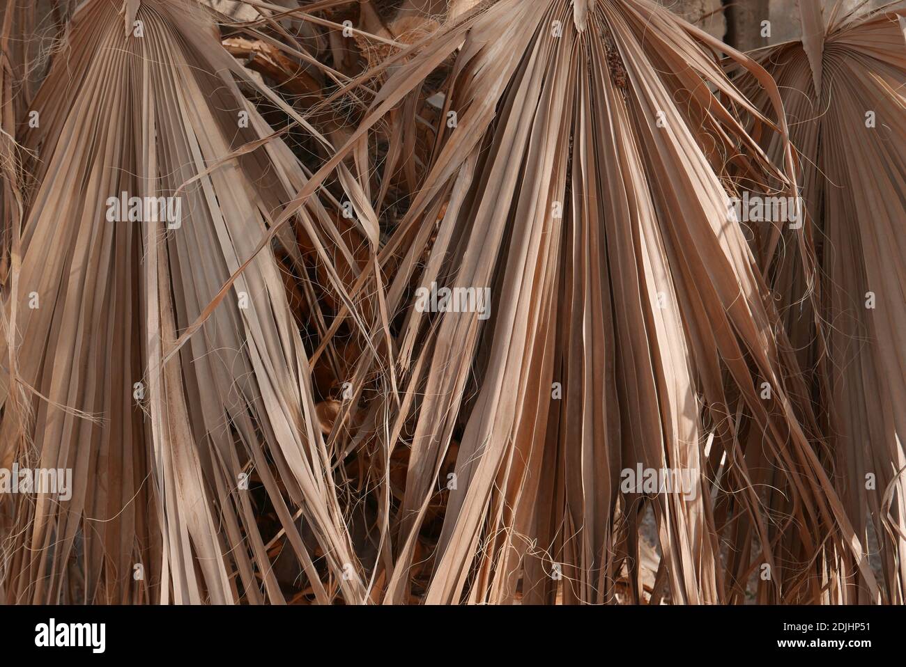 Dry dead palm tree leaves hi-res stock photography and images - Alamy