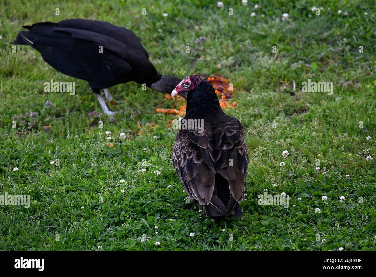 Vultures eating hi-res stock photography and images - Alamy