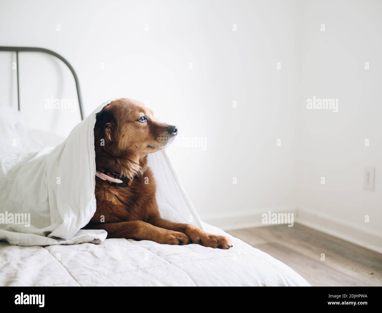 A Brown Dog Under A Blanket On A Bed Stock Photo - Alamy