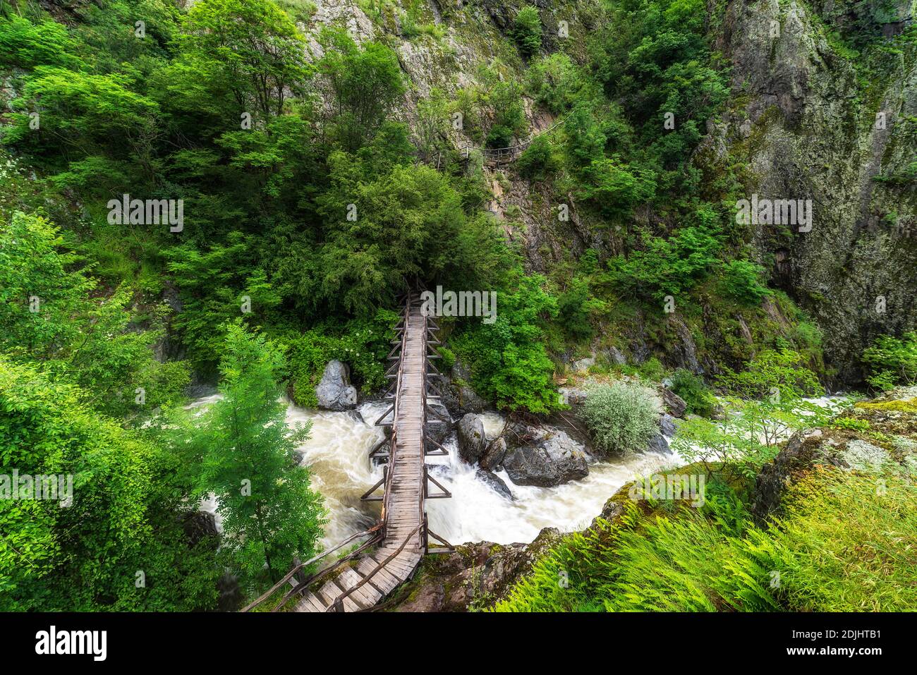 Balkan plants hi-res stock photography and images - Alamy