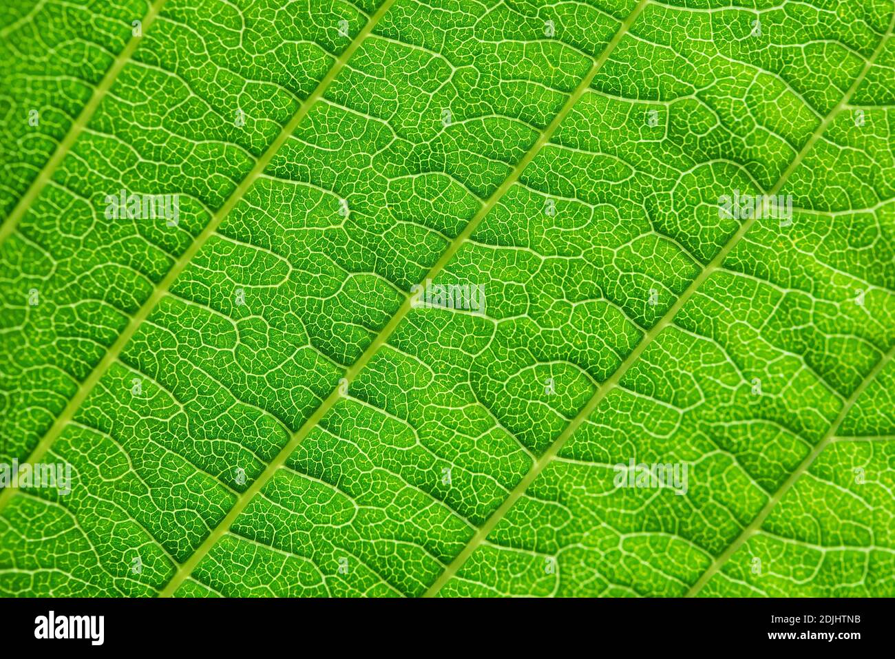 Simple leaf complexity hi-res stock photography and images - Alamy