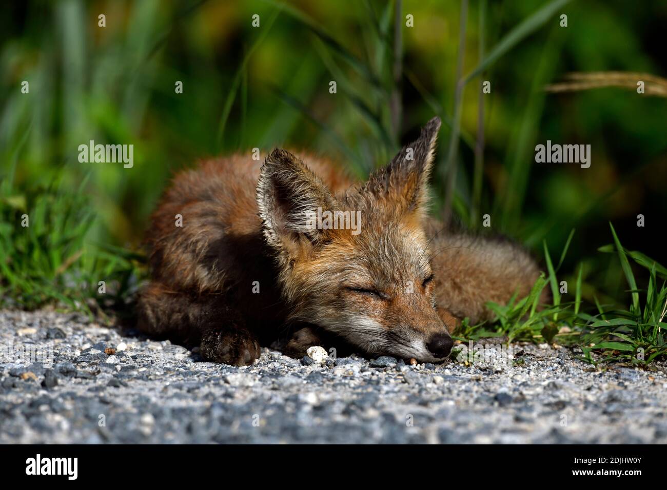 Napping Roadside Red Fox Kit Stock Photo - Alamy