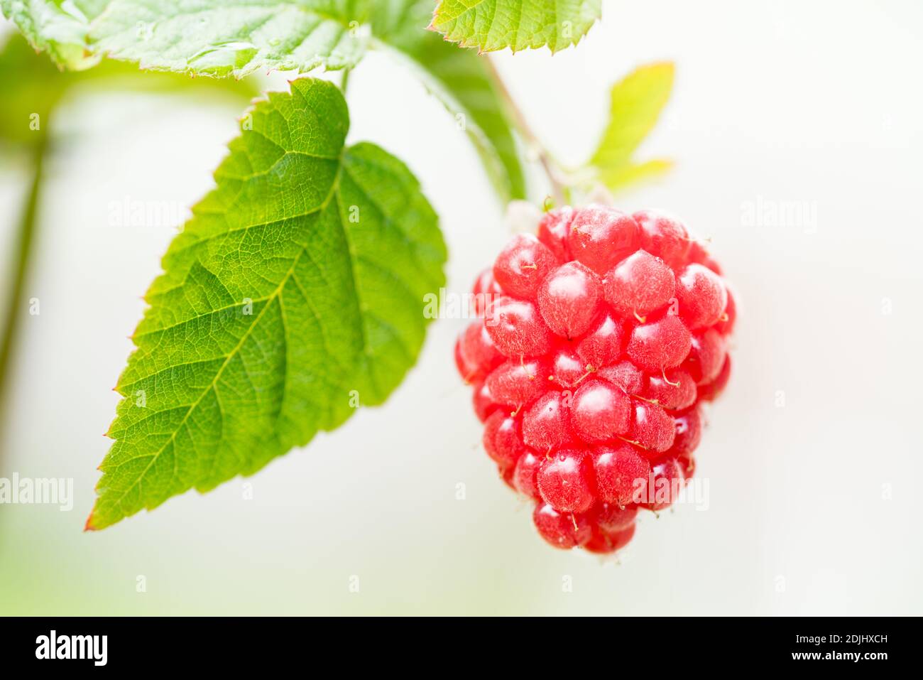 Raspberry twig with ripe berry and soft blurred background Stock Photo ...