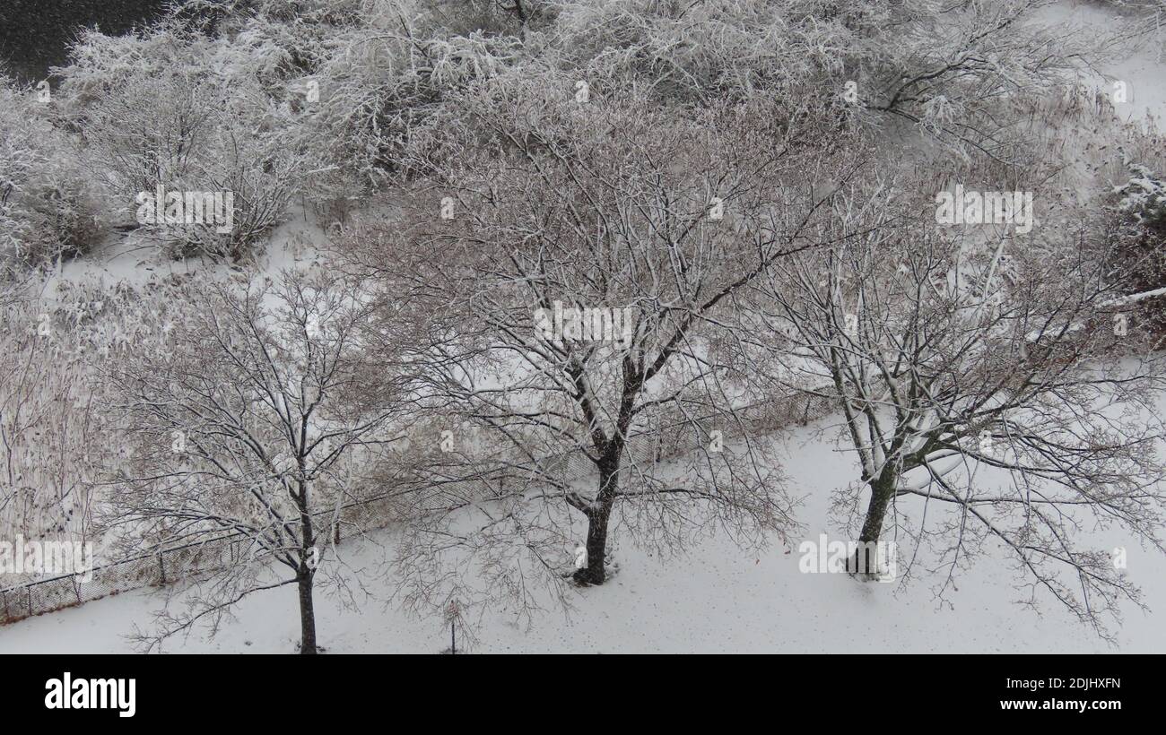 A high angle shot of snowy trees Stock Photo - Alamy
