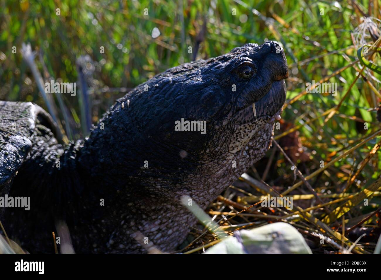Closeup Common Snapping Turtle Profile Stock Photo - Alamy