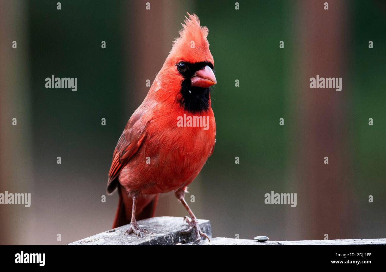 Male Northern Cardinal on the backyard deck Stock Photo - Alamy