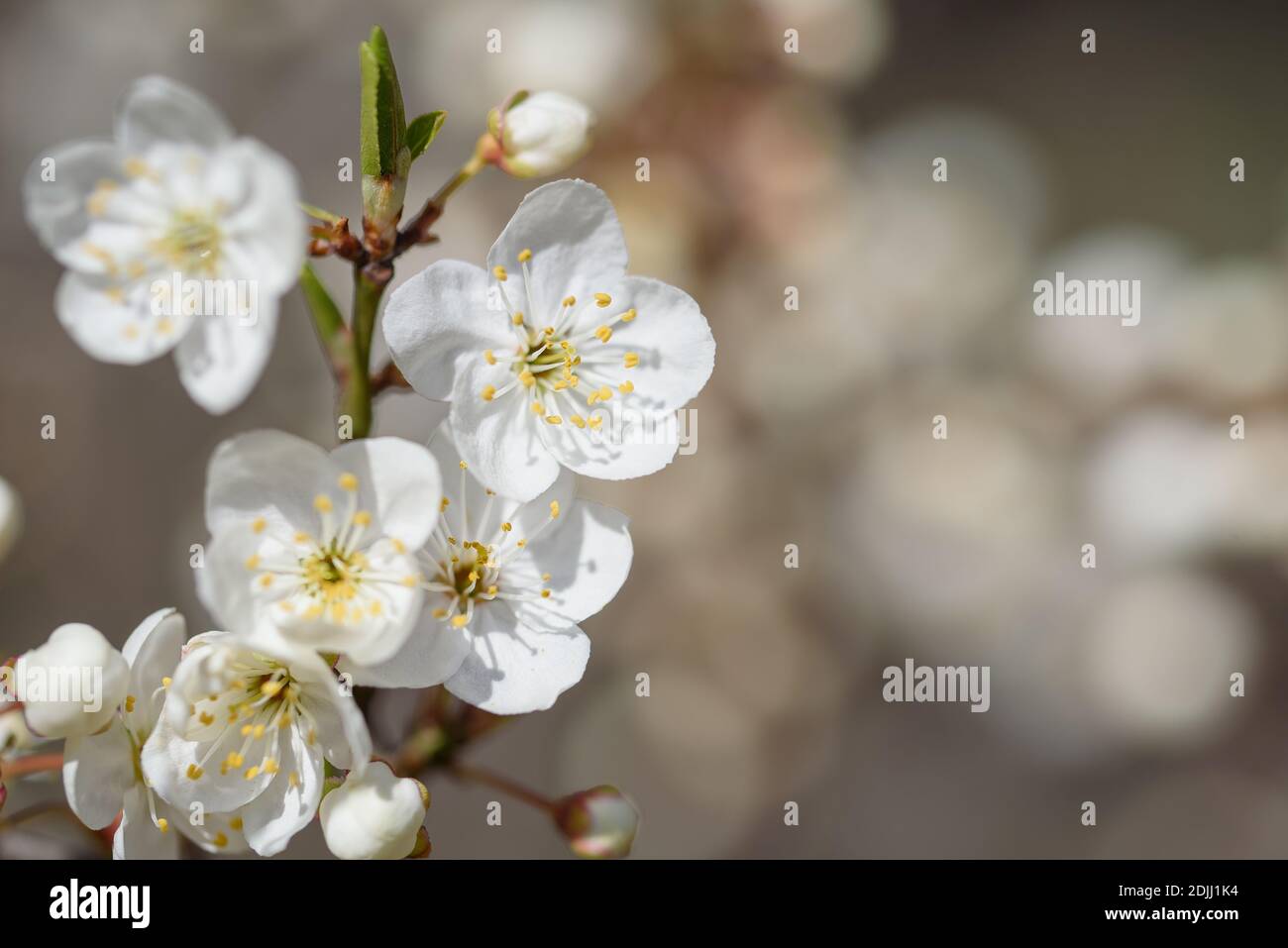 Beautiful apricot flowers landscape. Floral spring abstract background ...