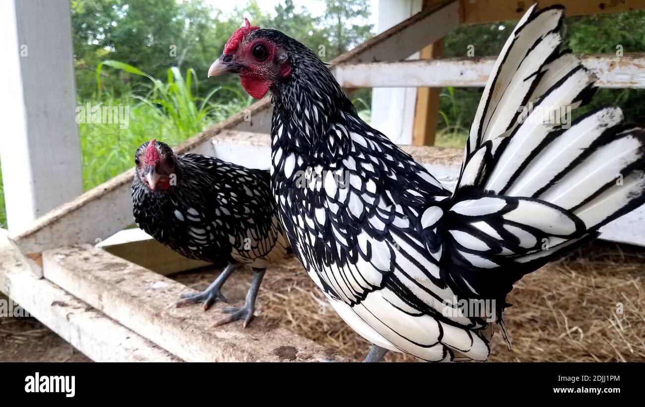Silver bantam hi-res stock photography and images - Alamy