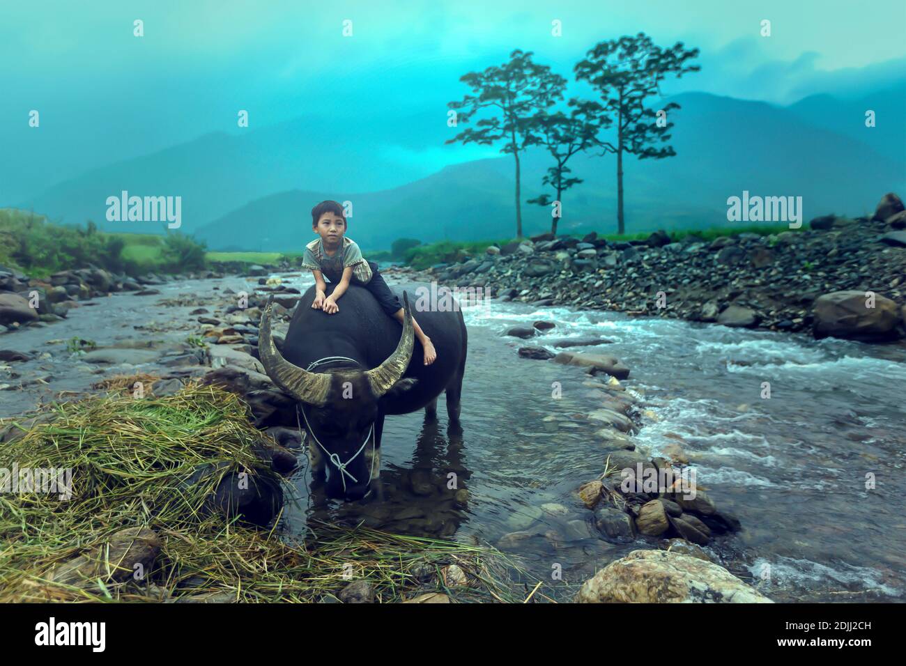 Asia boys water buffalo hi-res stock photography and images - Alamy