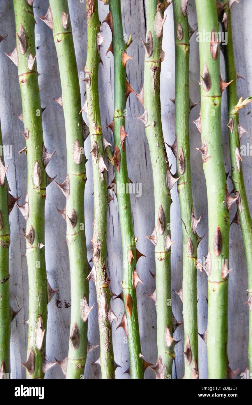 Roses have thorns hi-res stock photography and images - Alamy