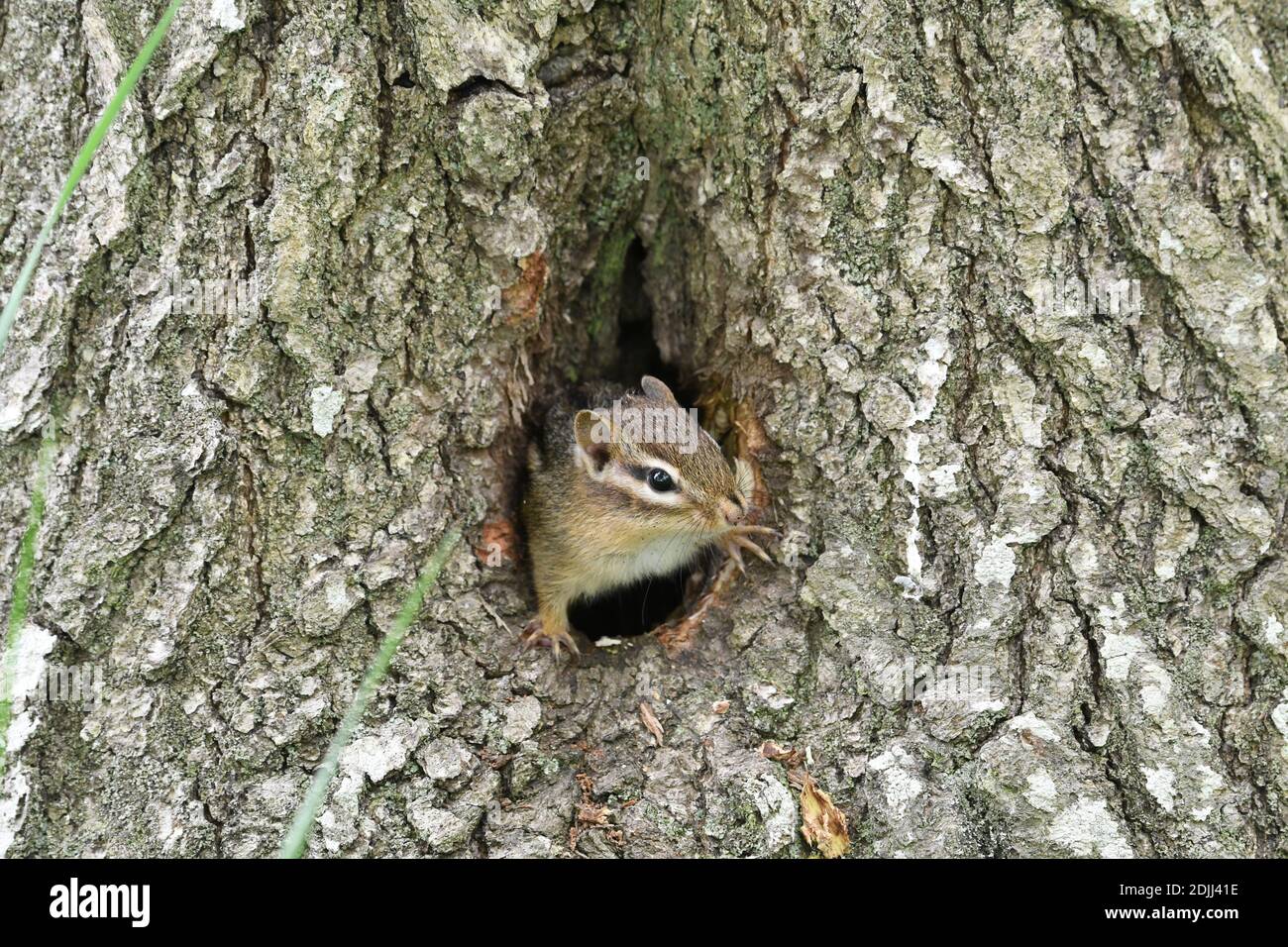Chipmunk home hi-res stock photography and images - Alamy