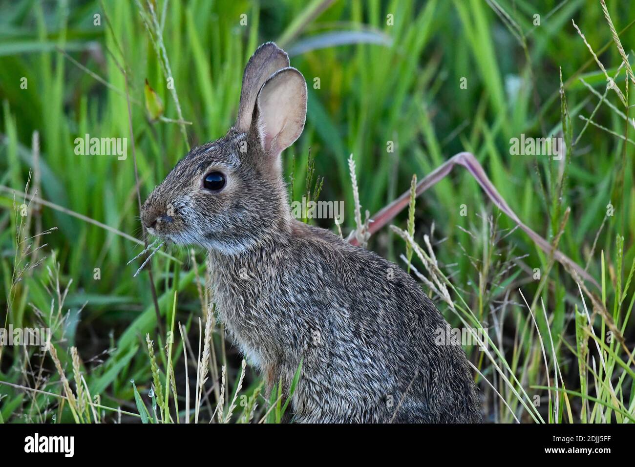 Eastern Cottontail in the Grass Stock Photo - Alamy