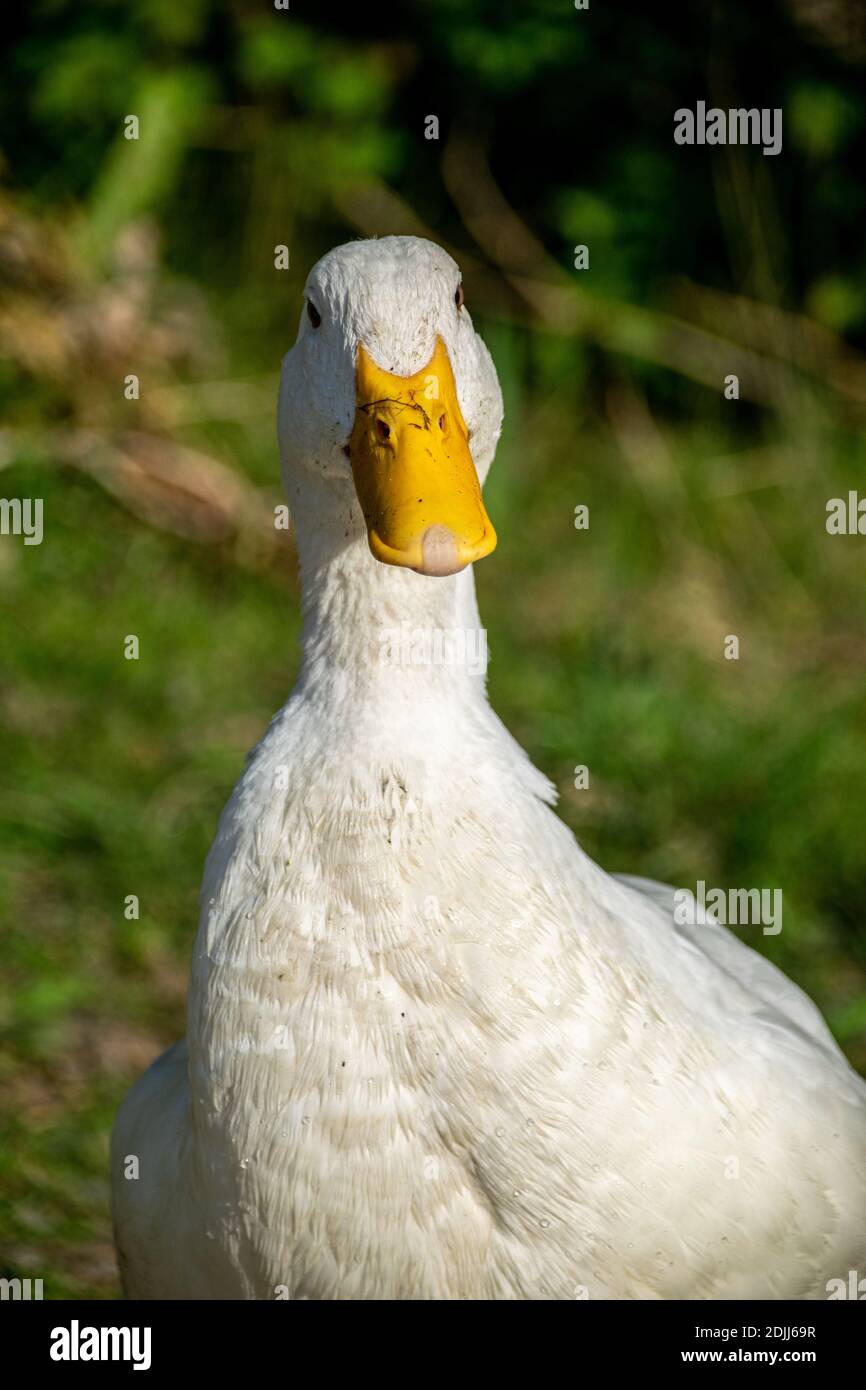 American pekin duck hi-res stock photography and images - Alamy