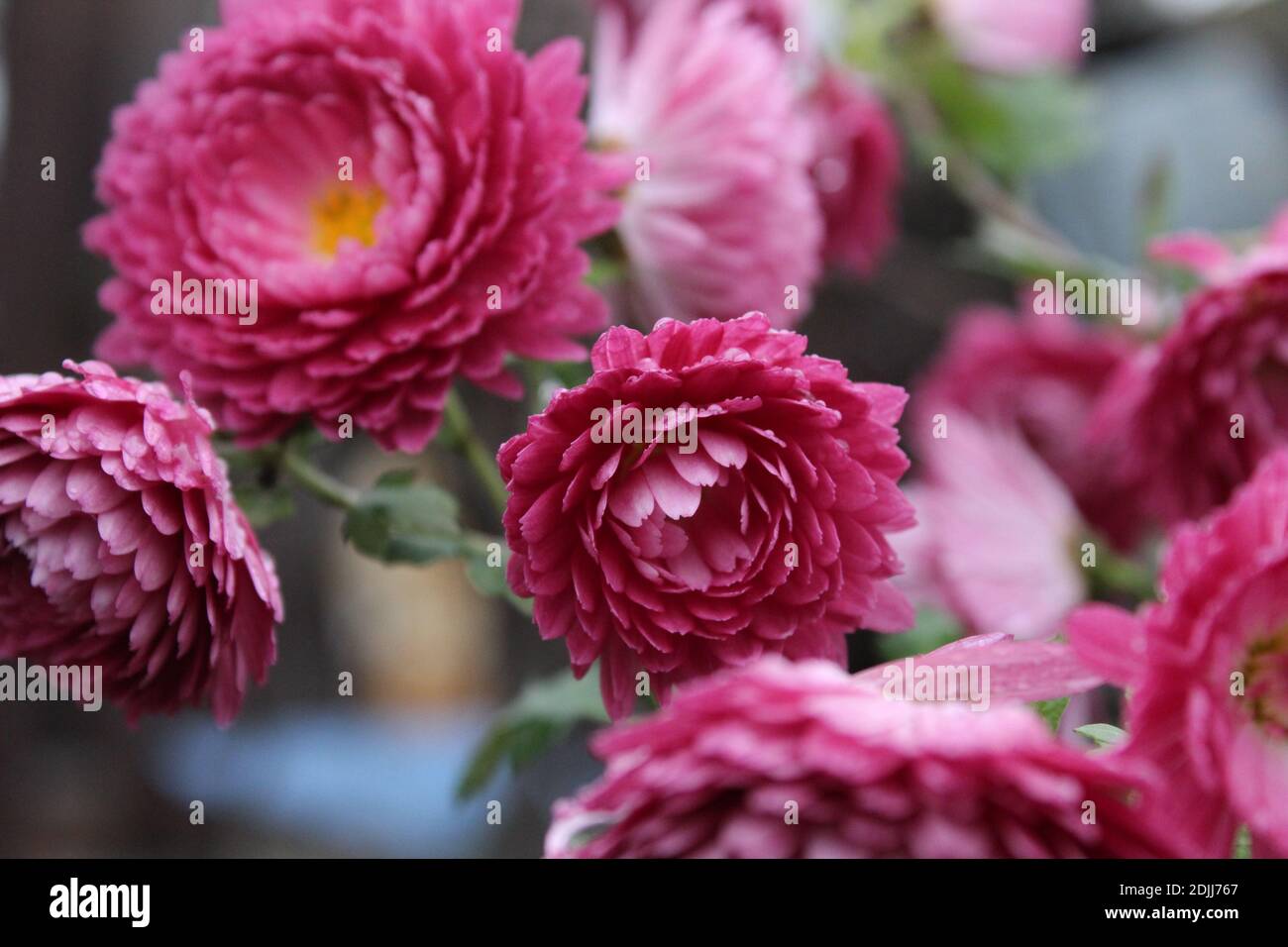 Immortal plant hi-res stock photography and images - Alamy