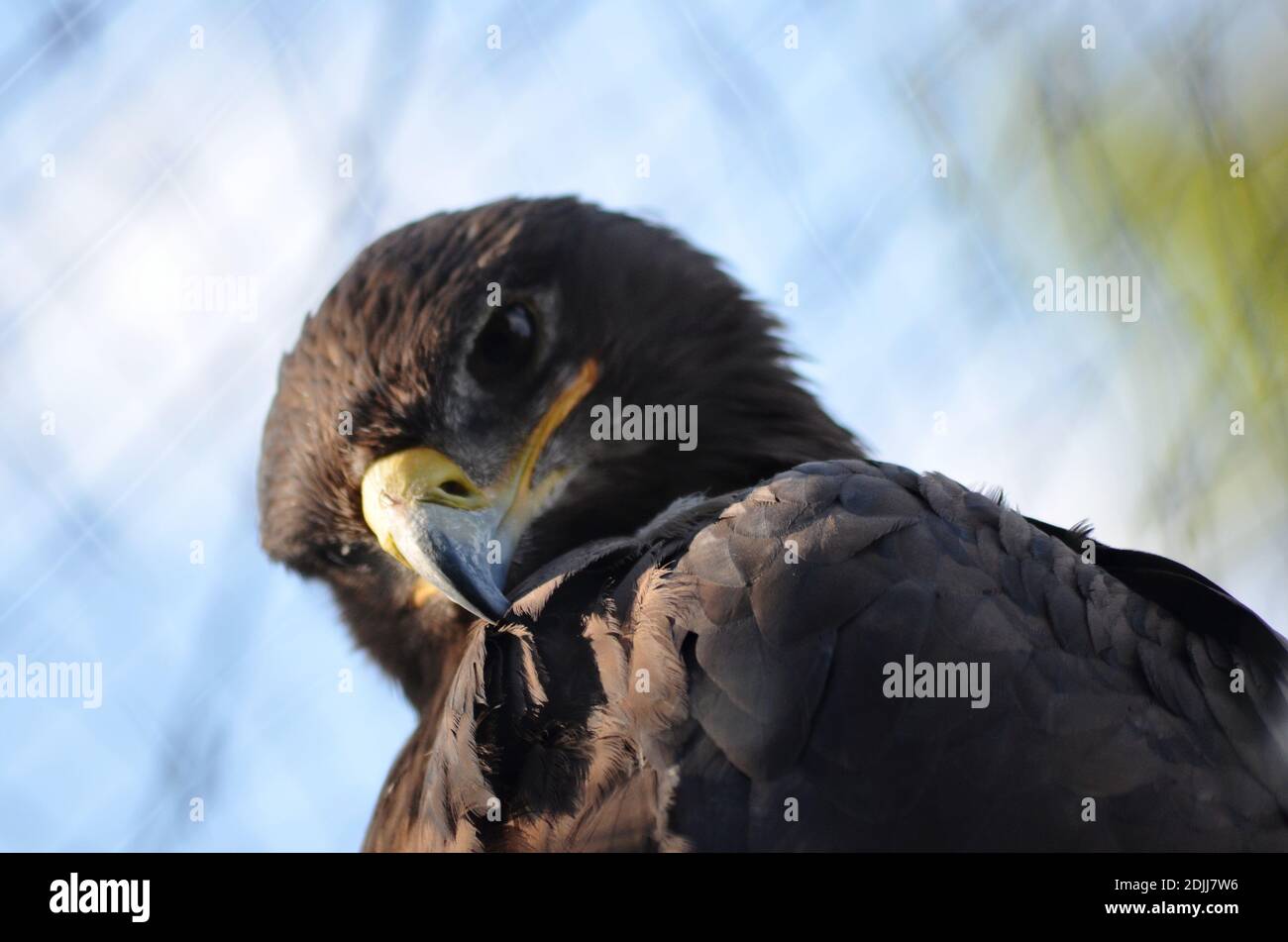 Eagle eye camera angle hi-res stock photography and images - Alamy